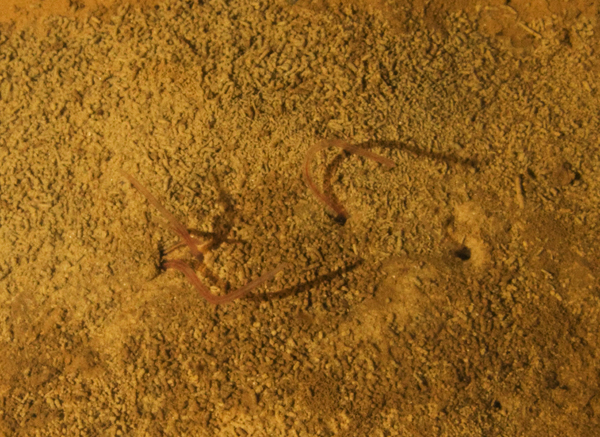 Life in the cave - Eelworms & Segmented Worms